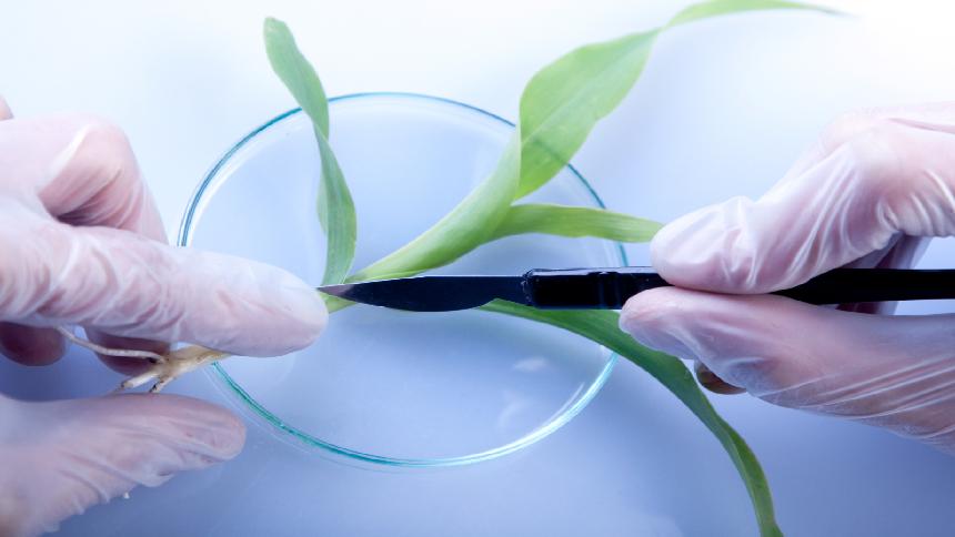 Plant Tissue Analysis Is Good Medicine For Crops - CropLife