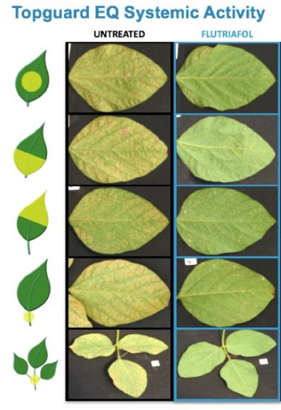 FMC Launches New Topguard EQ Fungicide Premix - CropLife