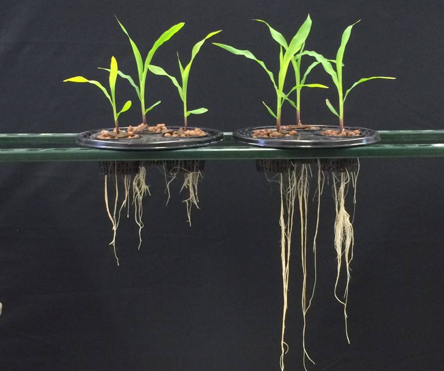 The BioAg Alliance Launches New Yield-Boosting Microbial Seed Coating ...
