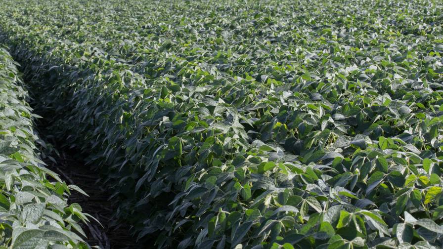 United Soybean Board Approves FY26 Budget to Strengthen Demand and ...
