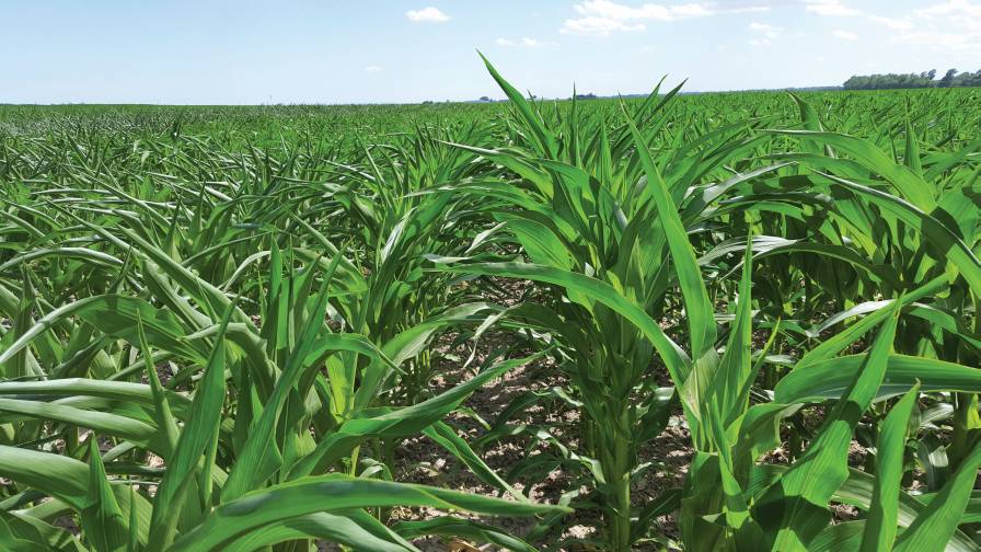 Biofertilizers 2018: Finally Making Inroads - CropLife