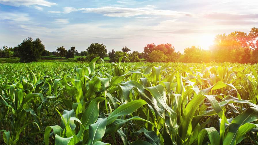 Four Key Takeaways from the USDA Plantings Report - CropLife