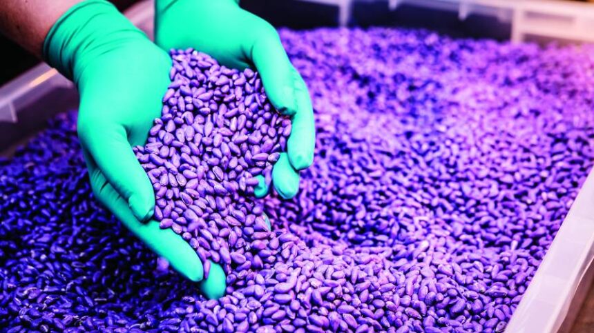 Seed Treatments Among 'Fastest Growing Segments' in Crop Protection ...