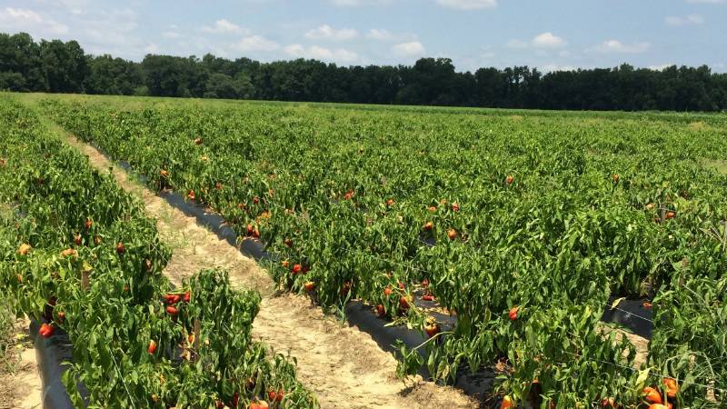 5 Ways to Minimize Food Waste at Farm Level - CropLife