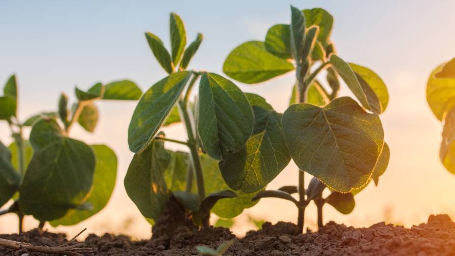 Stine Seed Company Launches Exclusive 2026 Enlist E3 Soybean Lineup ...
