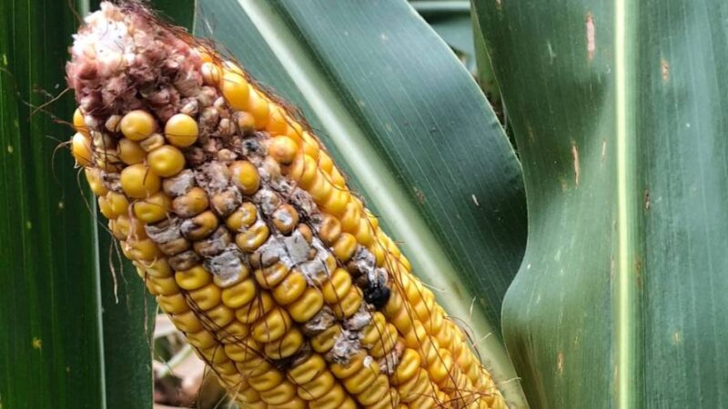 Corn Disease: Take These Key Steps When Fighting Fusarium - CropLife