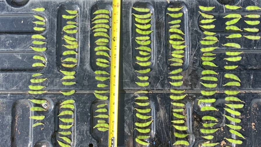 Farmers Face Season-Defining Stretch in Coming Weeks - CropLife