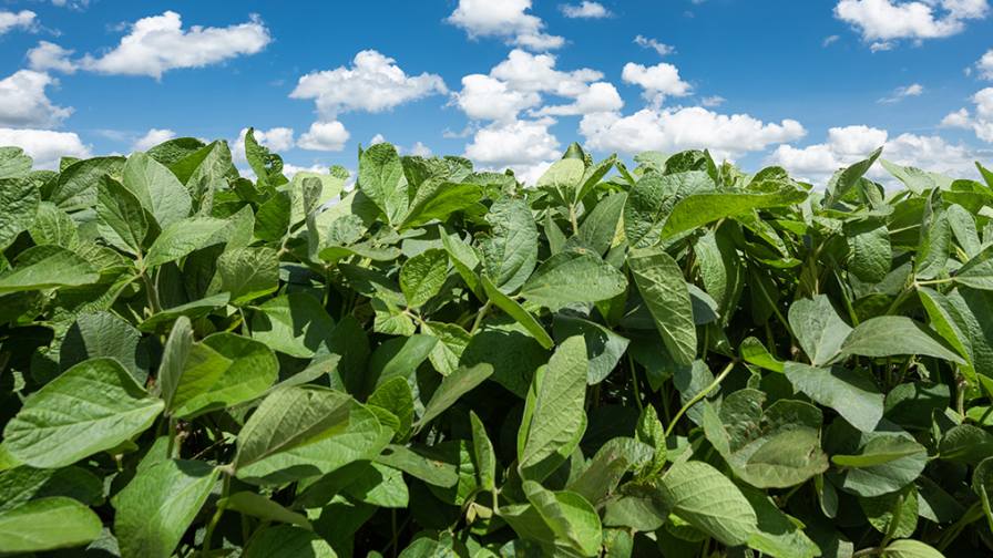 FFAR’s Rapid Response Grant Addresses Red Crown Rot in Soybeans - CropLife